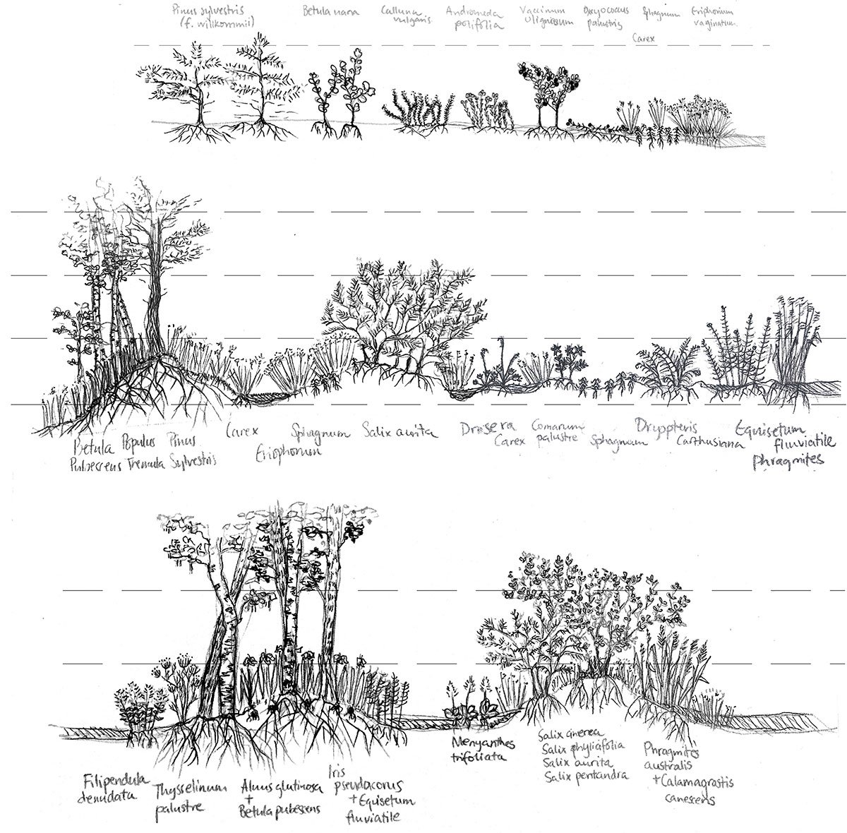 The Palimpsest of Peatlands | Masters Design Thesis on Regenerative ...